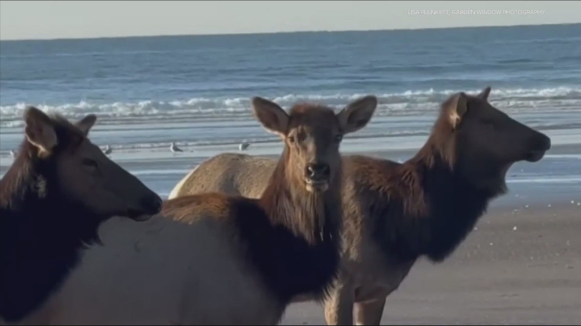 Elk spotted roaming on Cannon Beach | kgw.com
