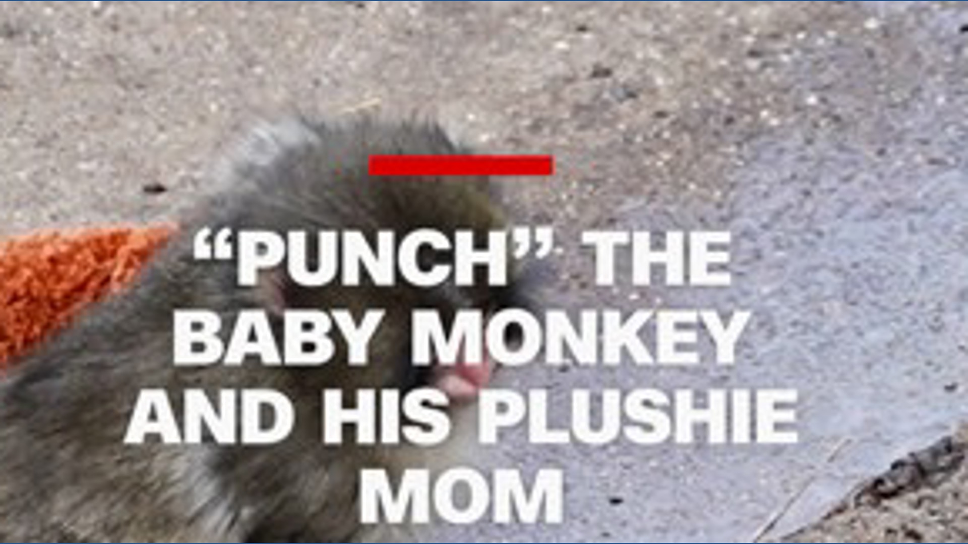 'Punch' the baby monkey and his plushie mom | kgw.com