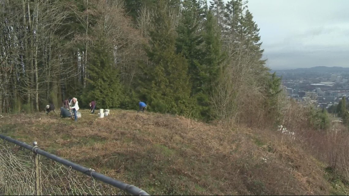 Portland Monarchs working to build a safe haven for butterflies at ...