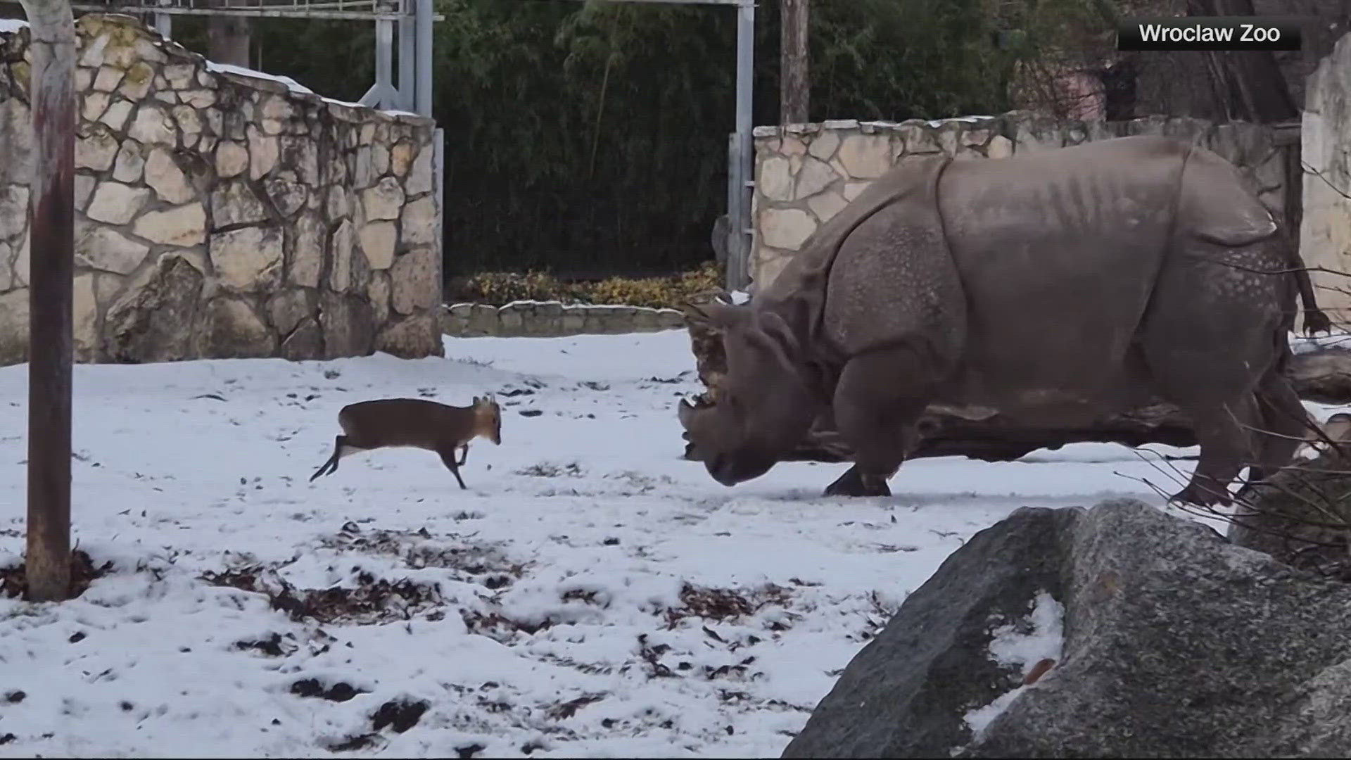 Tiny deer seen chasing rhino around zoo enclosure | kgw.com