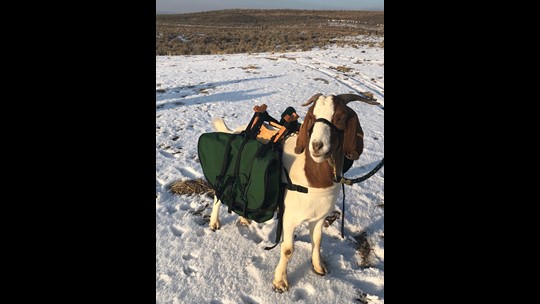 Goats replacing humans as caddies on eastern Oregon golf course | kgw.com