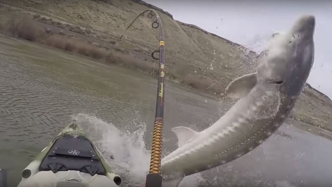 WATCH: Idaho men pull 'monster' sturgeon from Snake River | kgw.com