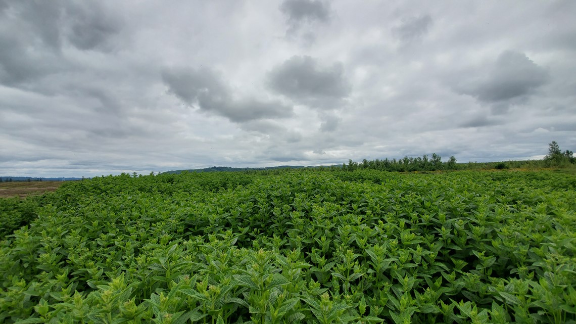 Seely mint farm is the last on the lower Columbia River | kgw.com