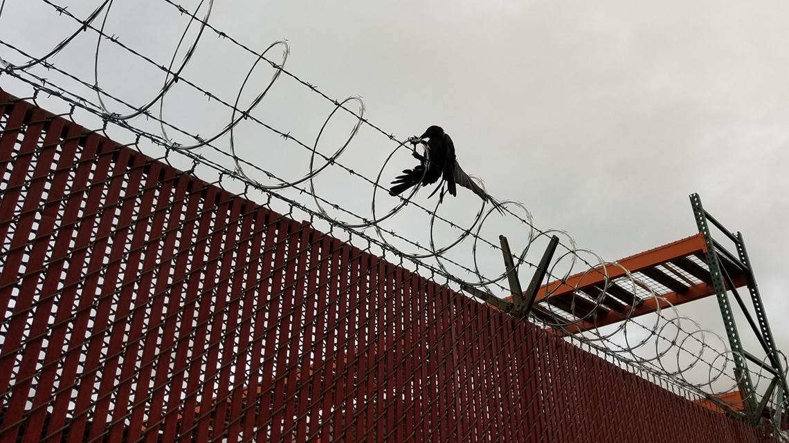 Watch: PGE, TriMet workers free crow trapped in razor wire | kgw.com