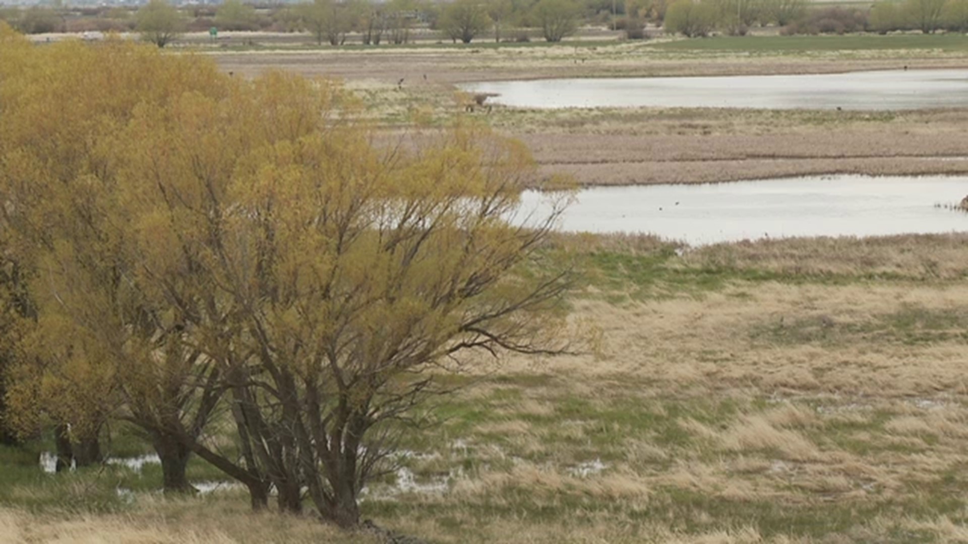 Photos: Ladd Marsh Wildlife Area | kgw.com