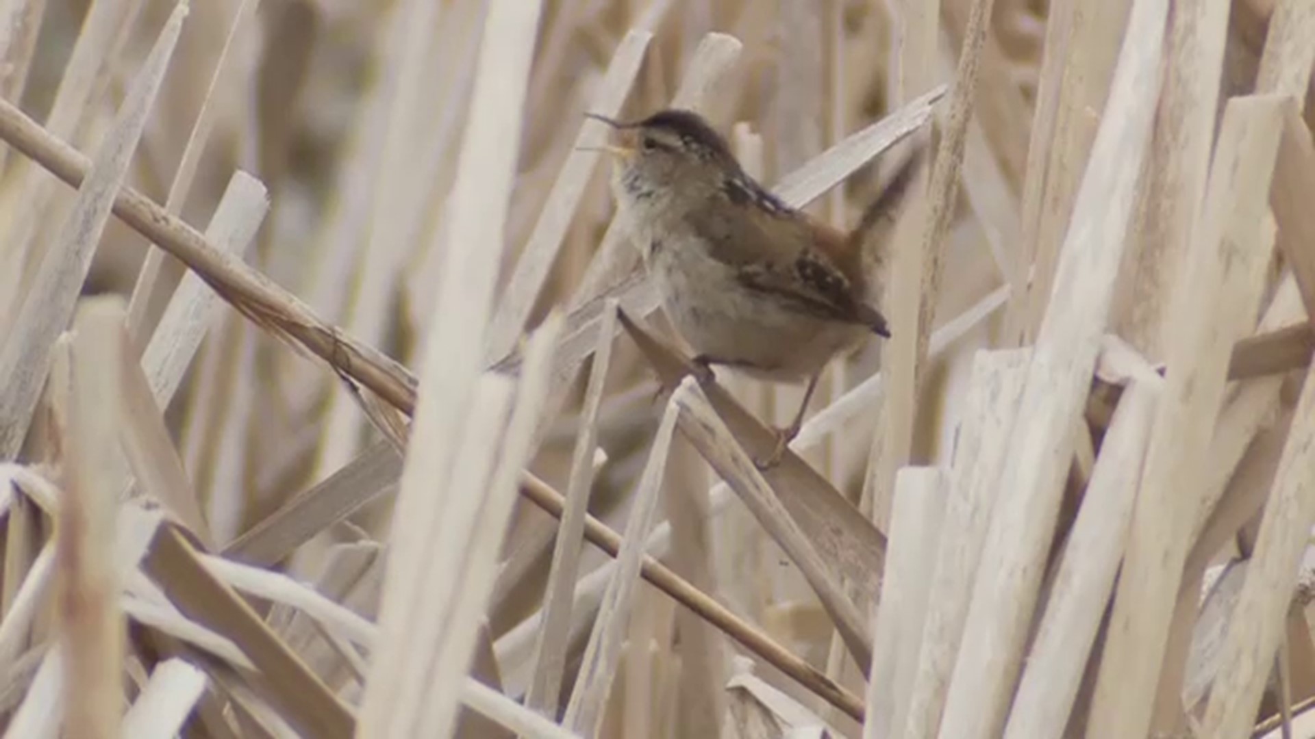 Photos: Ladd Marsh Wildlife Area | kgw.com