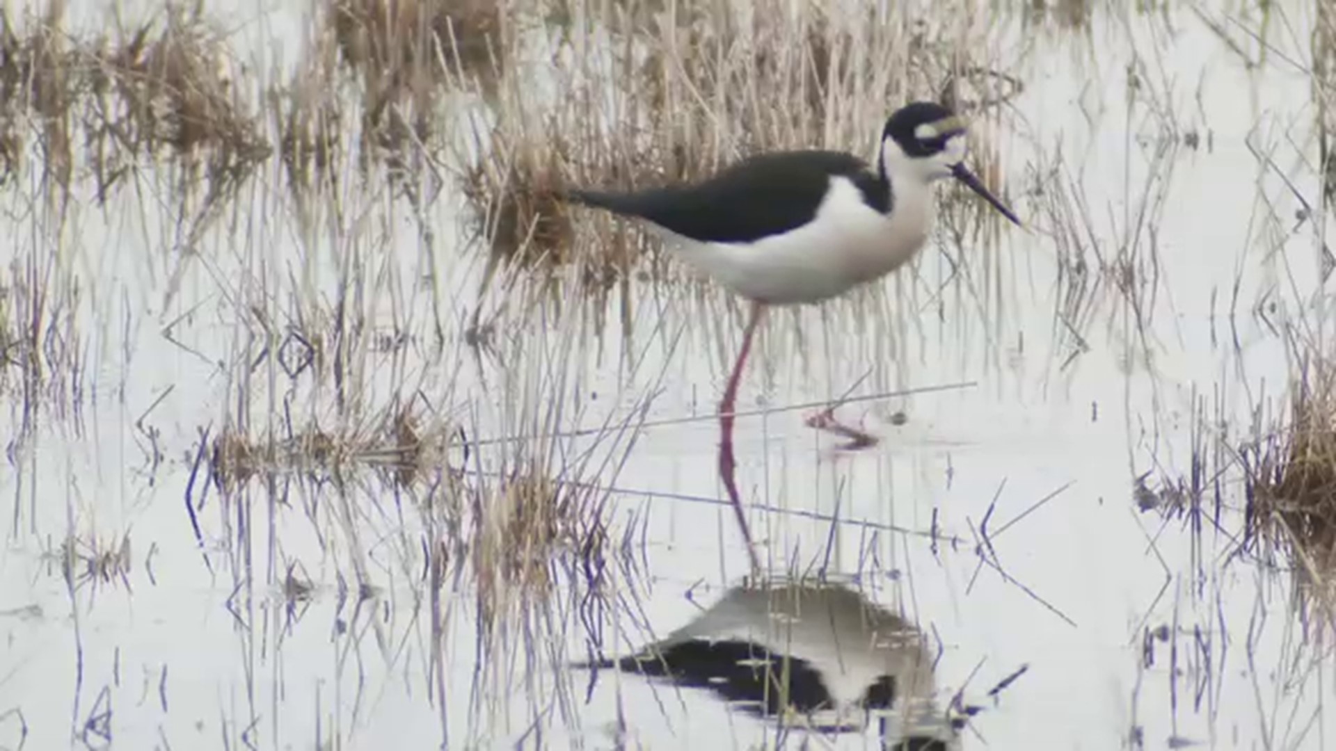 Photos: Ladd Marsh Wildlife Area | kgw.com