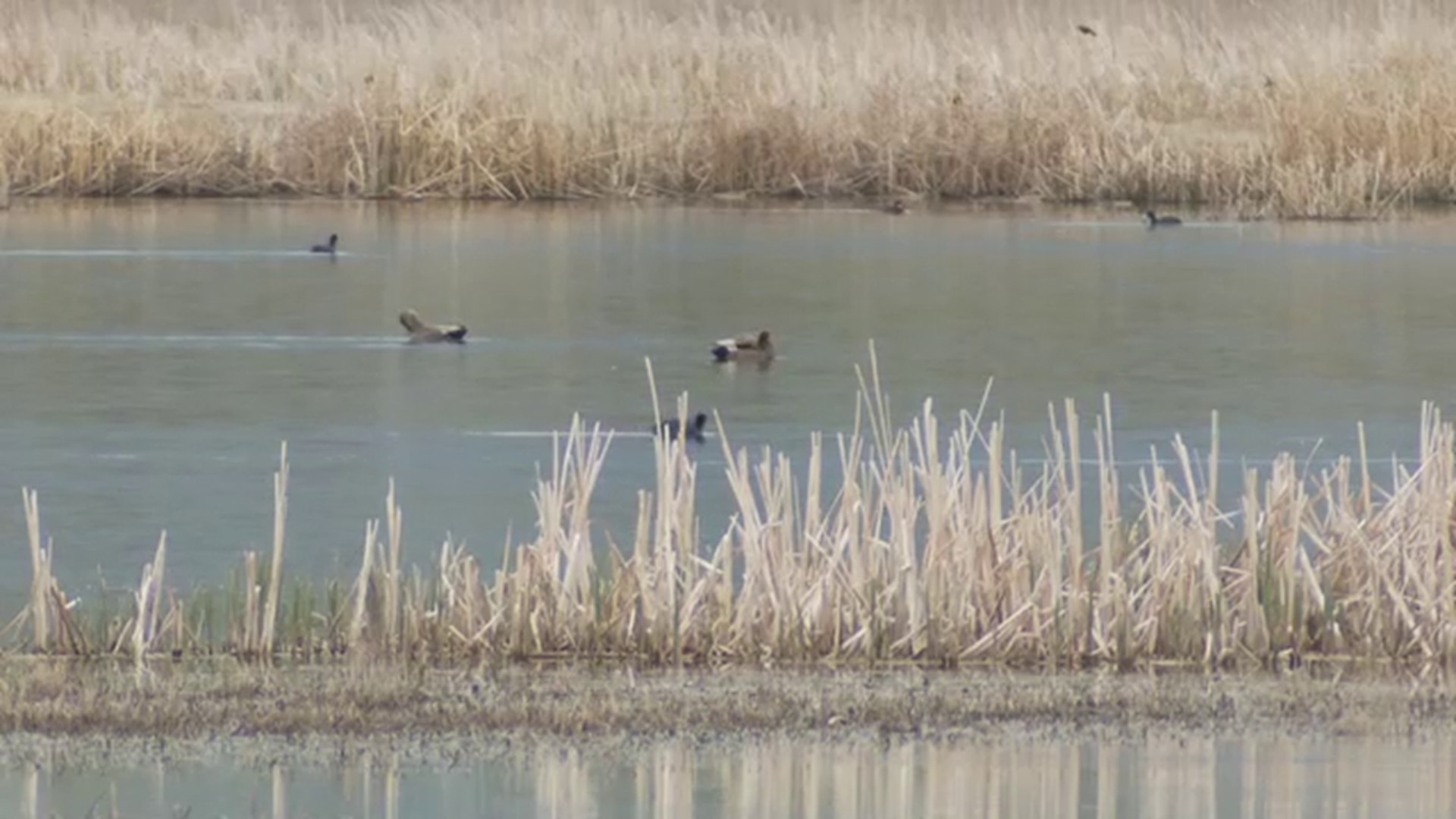 Photos: Ladd Marsh Wildlife Area | kgw.com