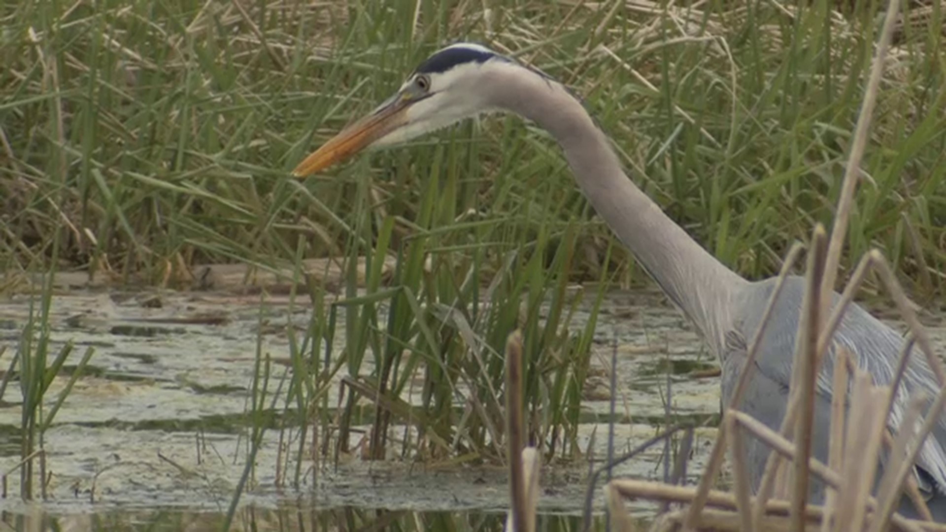Photos: Ladd Marsh Wildlife Area | kgw.com
