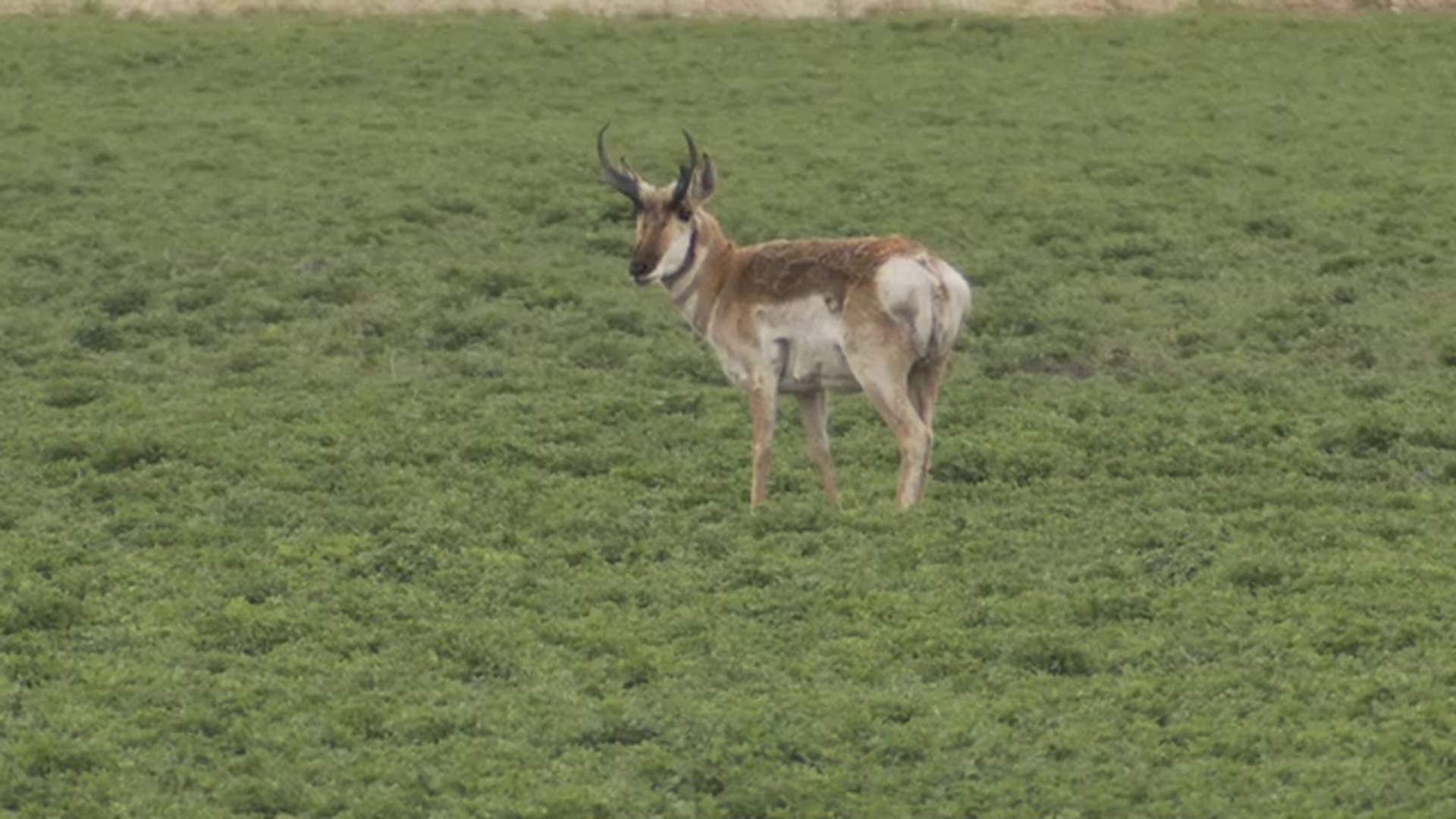Photos: Ladd Marsh Wildlife Area | kgw.com