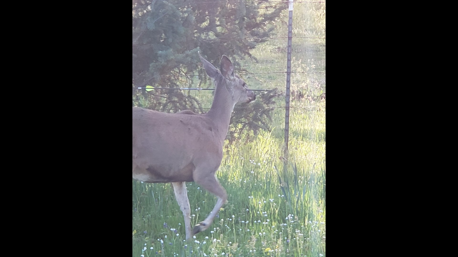 2 deer found alive in Oregon with arrows through head, neck | kgw.com