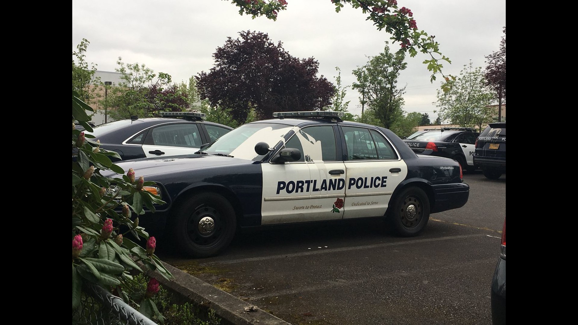 Photos: Paint dumped on Portland police cars | kgw.com