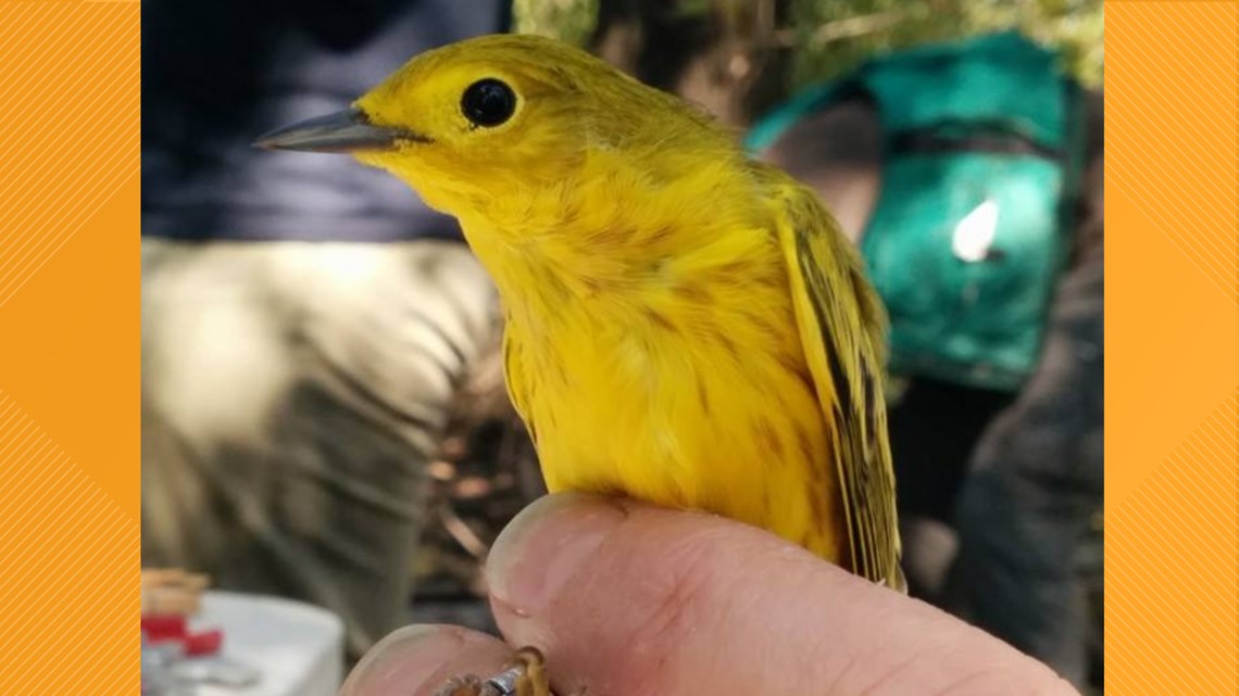 Grant's Getaways: Songbird science | kgw.com