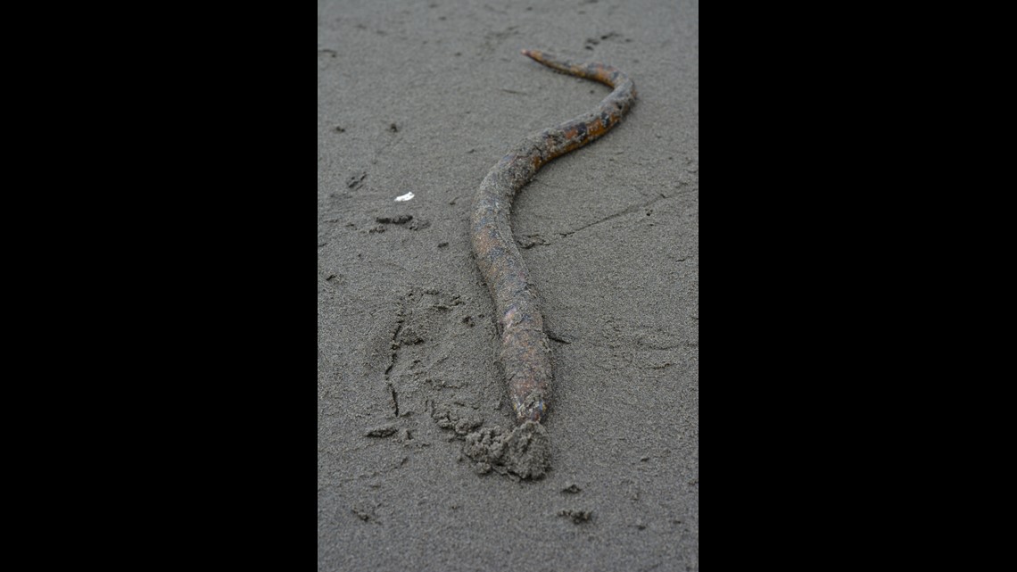 Rare sighting of Pacific snake-eel near Sunset Beach in Oregon | kgw.com