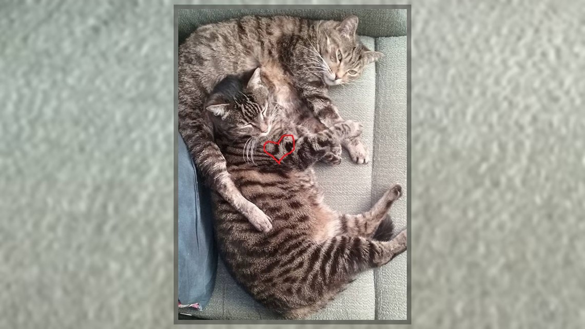'Very disturbing': Cat dismembered in Rock Creek neighborhood | kgw.com