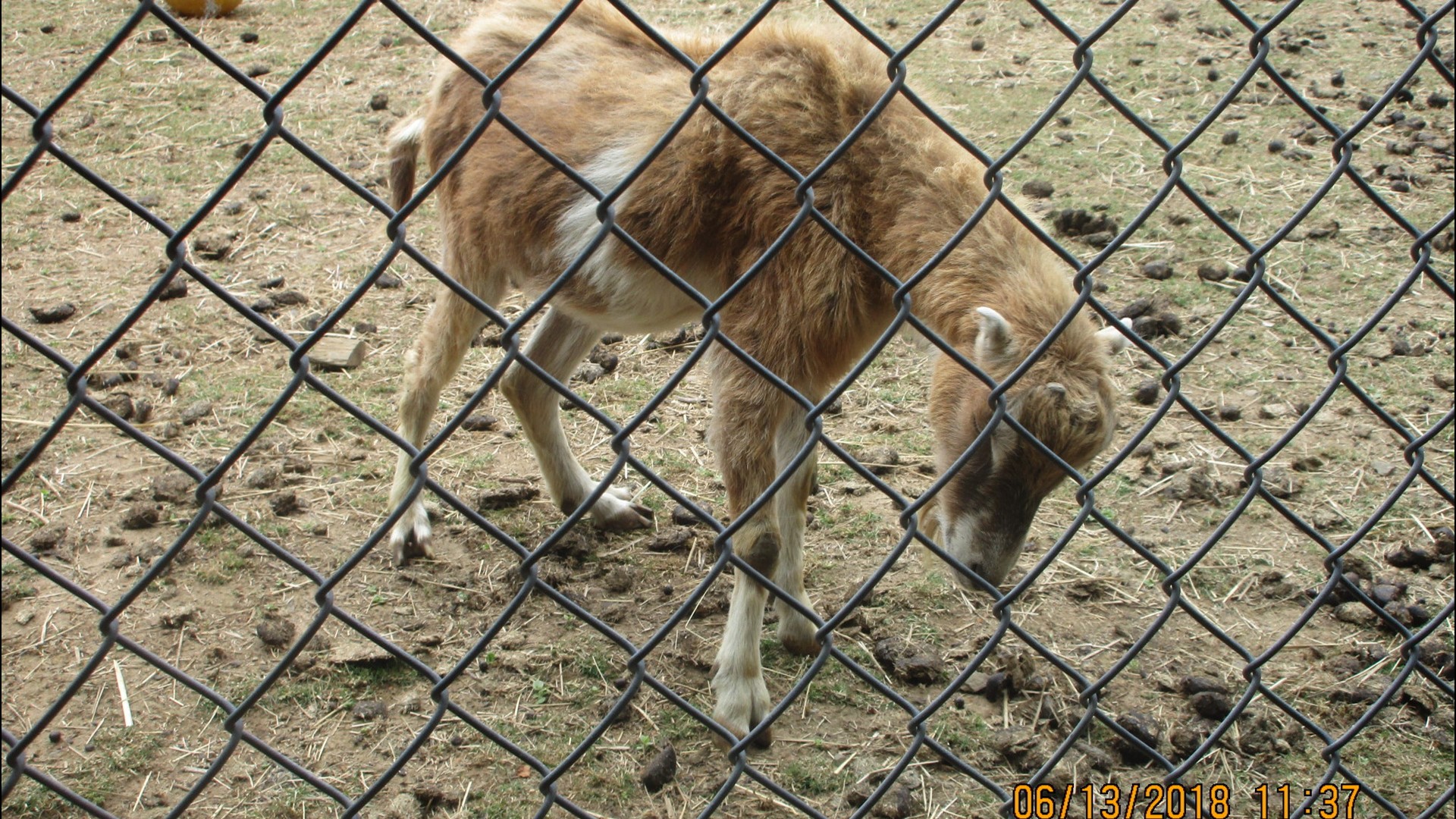 Horse, ponies, goats at risk of starving rescued in Yamhill | kgw.com