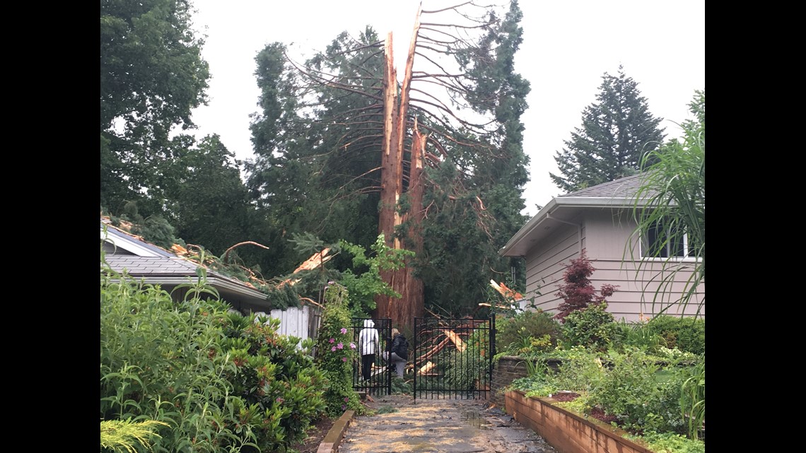 PHOTOS: Storm brings down tree in Beaverton | kgw.com