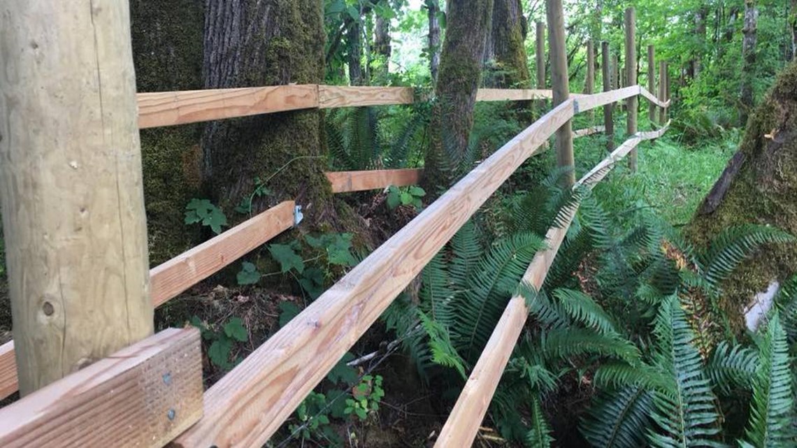 New fence design may keep North Coast elk at bay | kgw.com