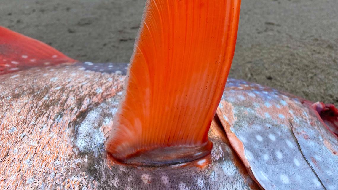 Opah, fish rare to Oregon Coast, found on Sunset Beach | kgw.com