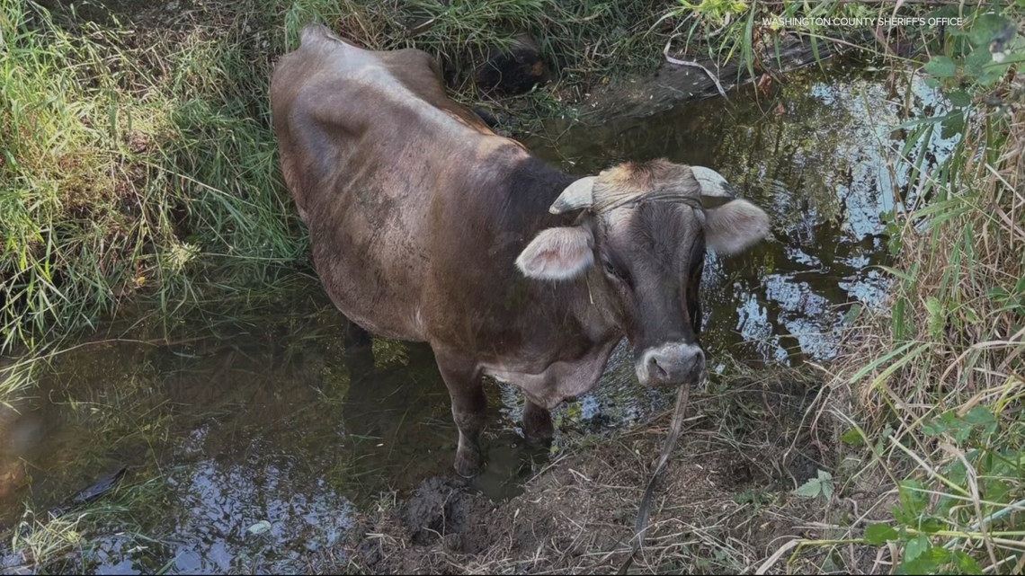 Moo-ve it! Escaped cows cause traffic jam in Sherwood | kgw.com