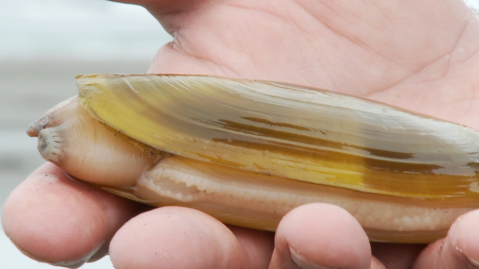 Grant's Getaways: King of the Clam Gun | kgw.com