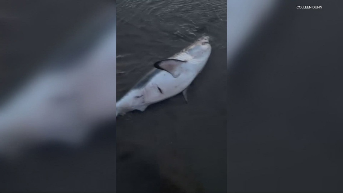 Beached shark rescued by Manzanita woman: 'He still had life to live ...