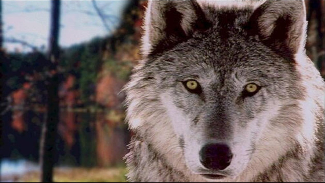 Two wolf pups born south of Mount Hood | kgw.com