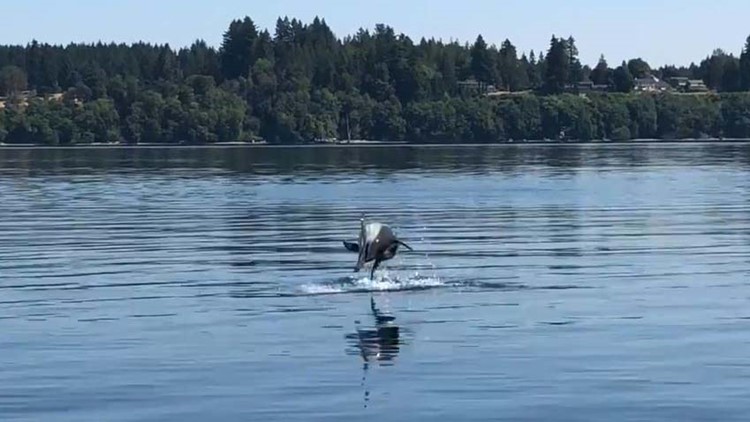 Watch: Dolphins jump and play in Puget Sound | kgw.com