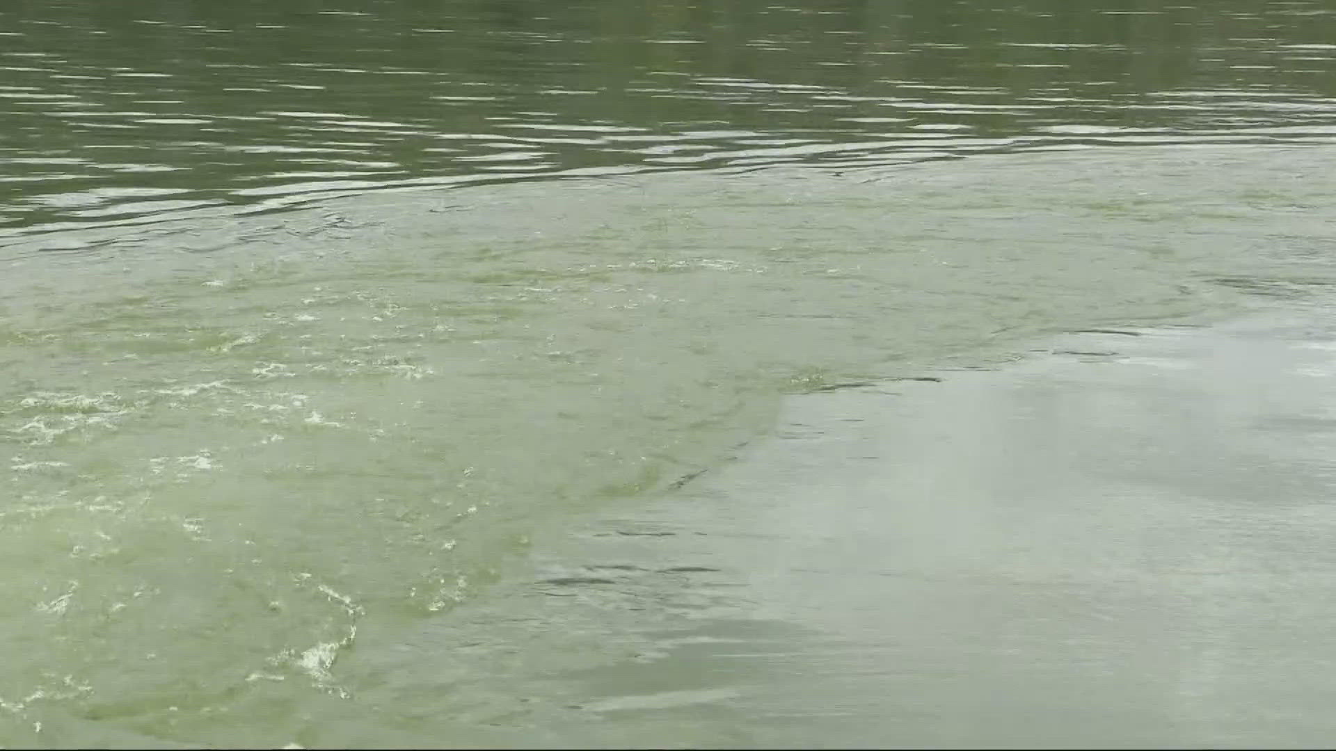 Health advisory expanded for Ross Island, Willamette River algae bloom ...