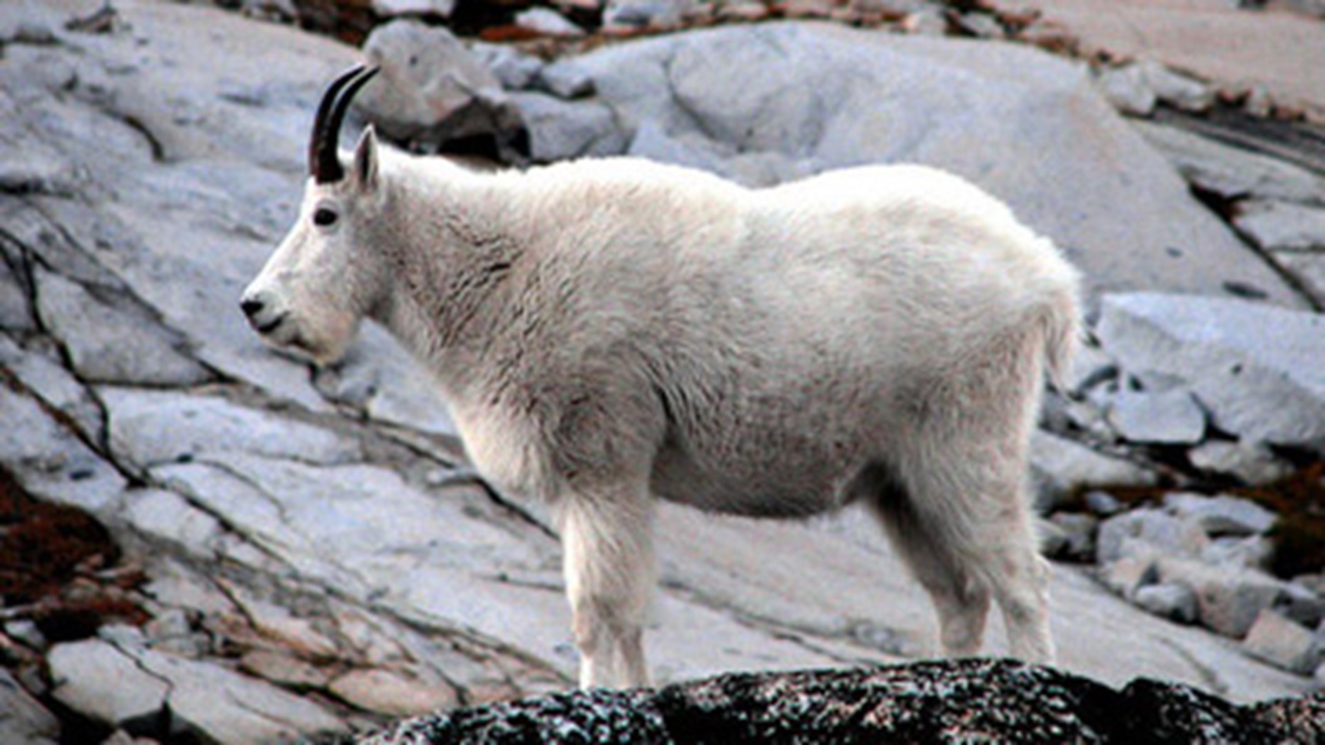 Olympic National Park mountain goats airlifted to North Cascades | kgw.com