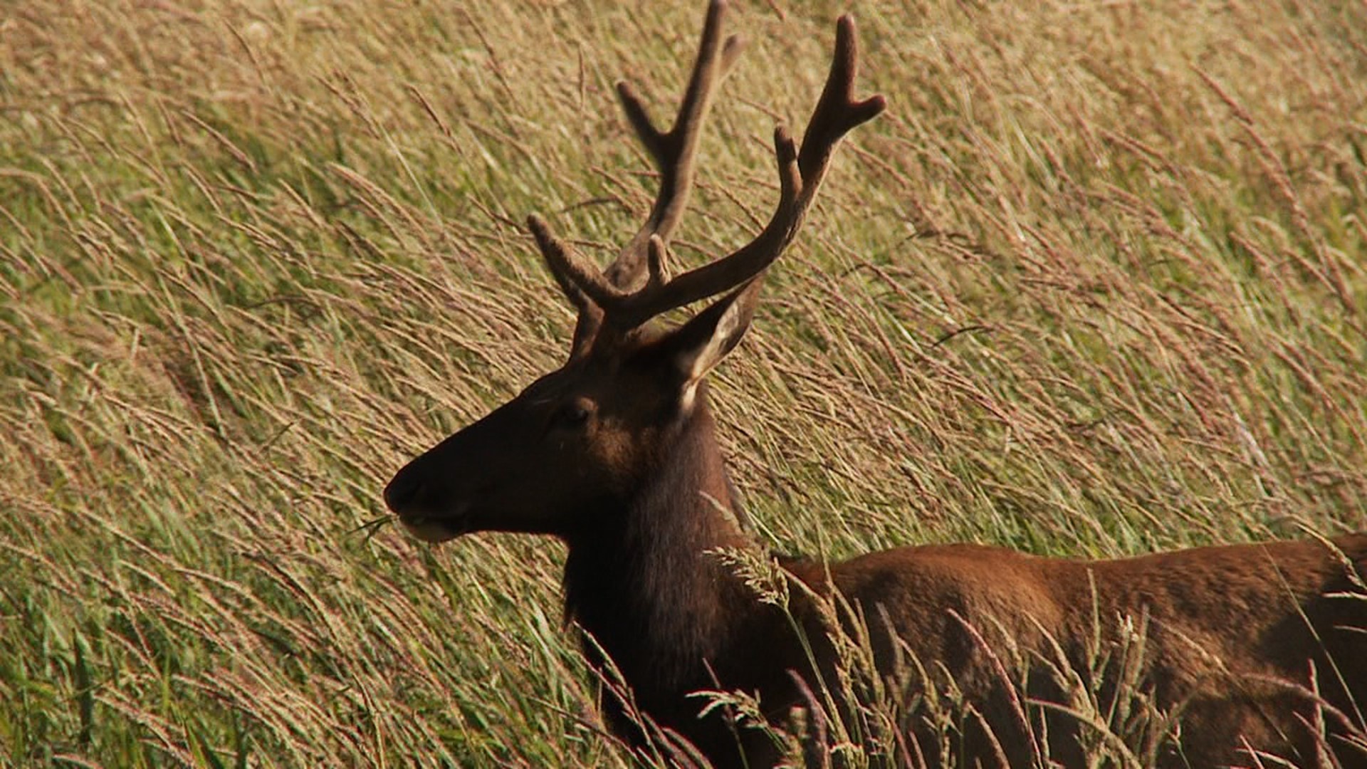Grant's Getaways: Elk Watch | kgw.com