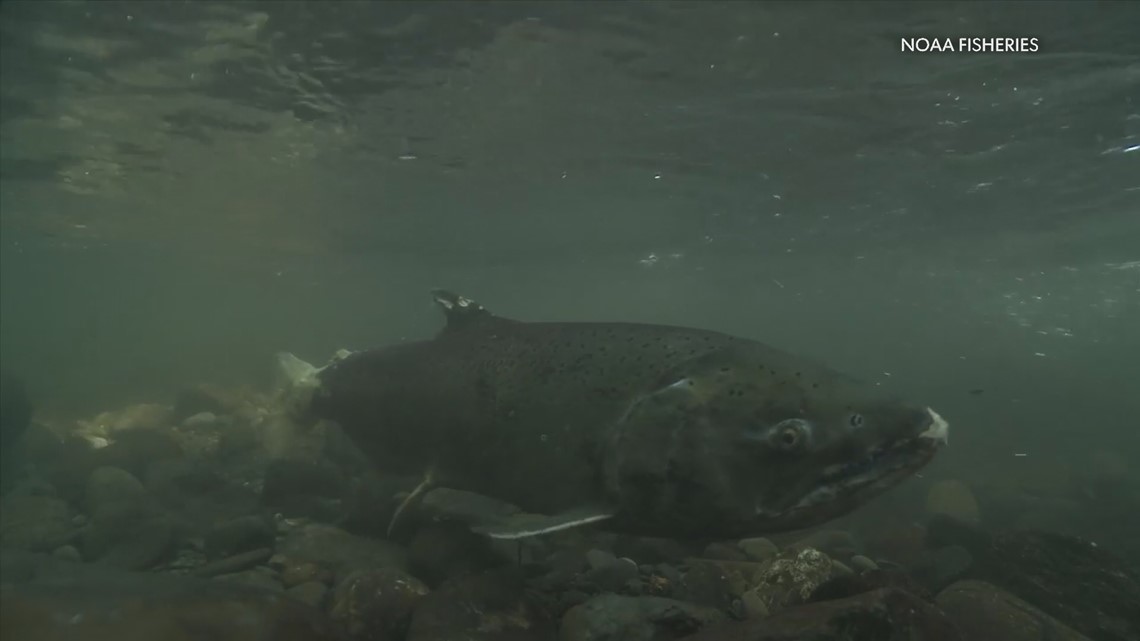 Study suggests breaching lower Snake River dams could help salmon | kgw.com