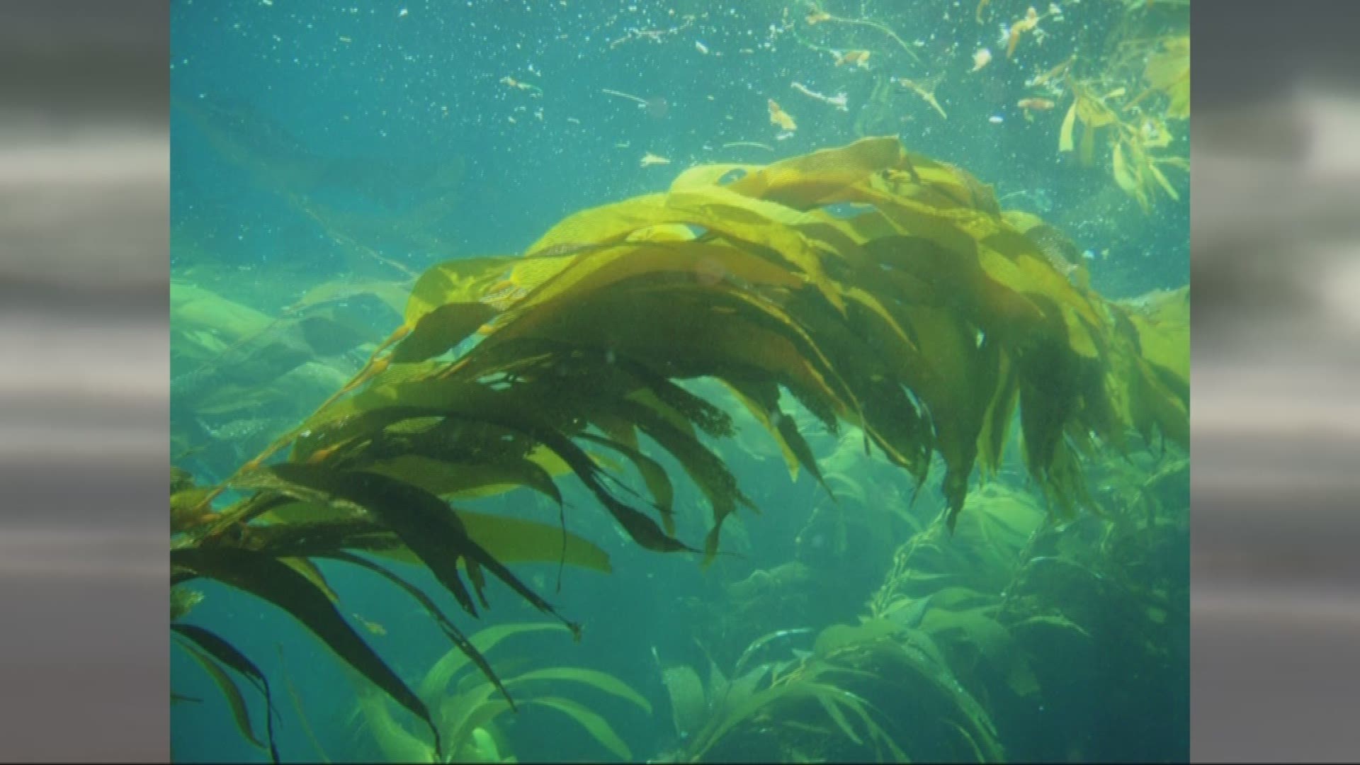 Northwest researchers plan to grow seaweed for fuel | kgw.com