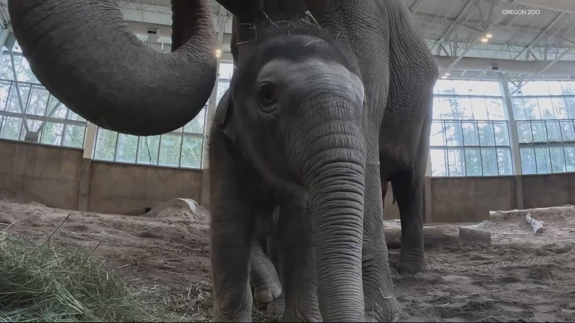 Baby elephant at Oregon Zoo turning a month old | kgw.com