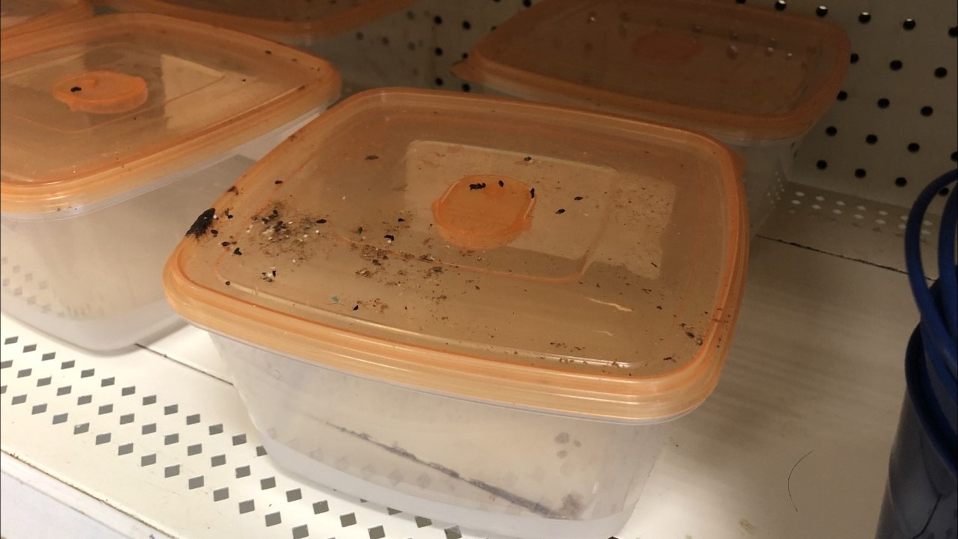 Dollar Tree in Portland Lloyd Center closes due to mice | kgw.com