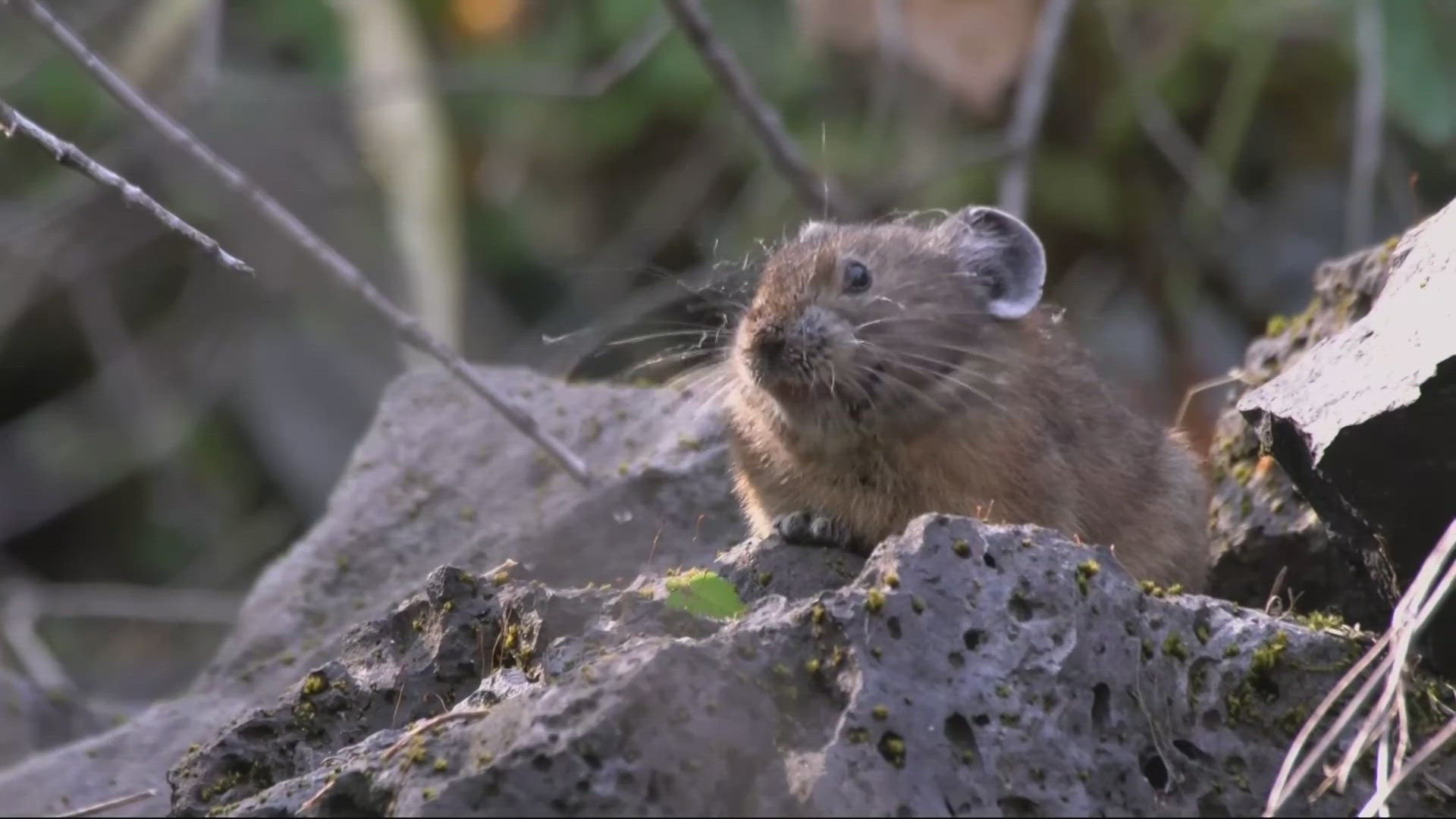 Oregon Zoo seeks American pika watchers | kgw.com