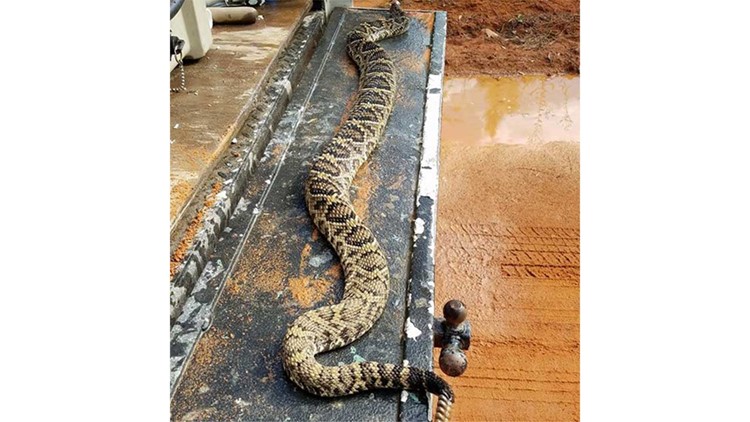 We know Florida has rattlesnakes, but check out the size of this one ...