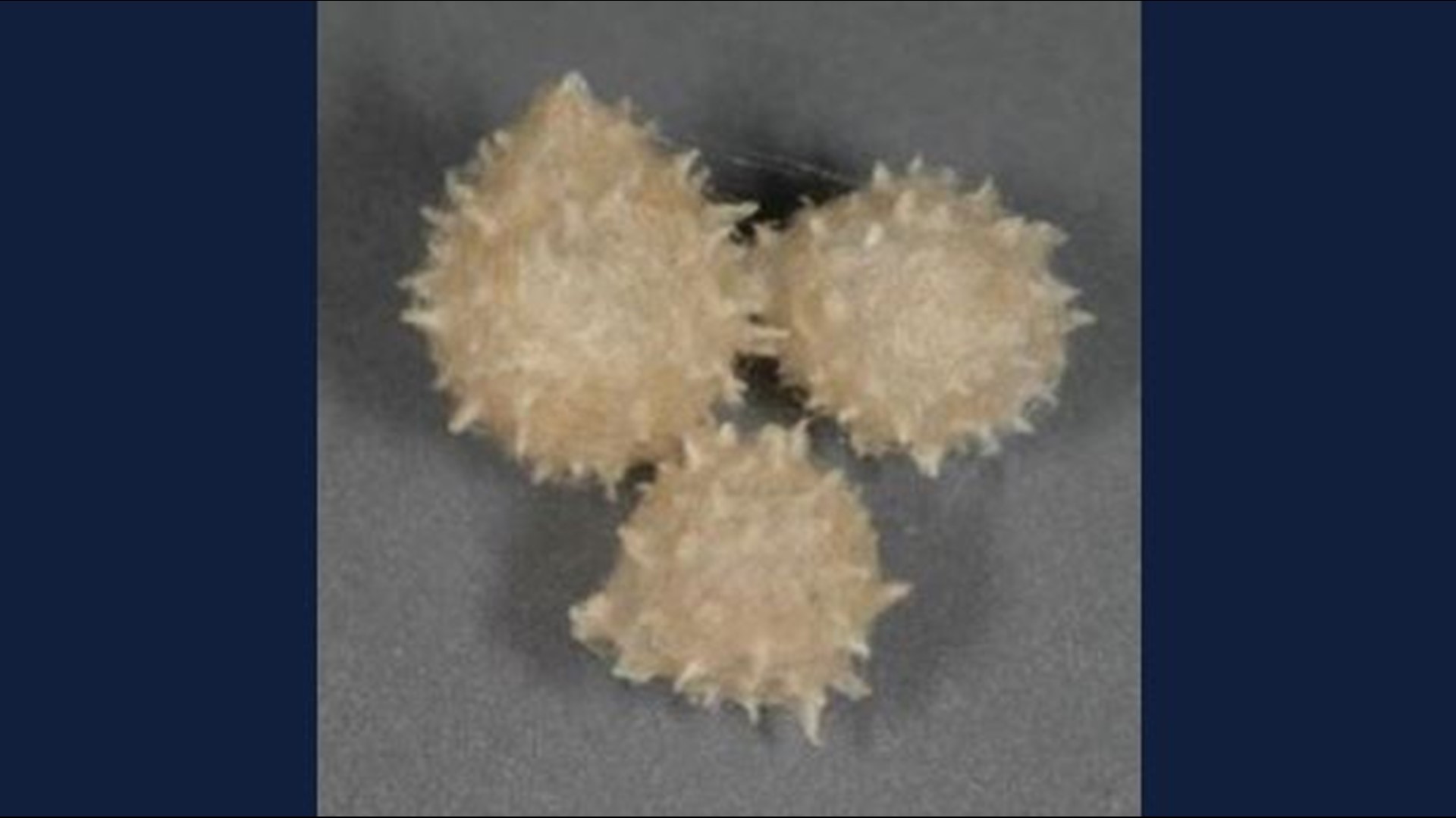 Venomous brown widow spider spotted in Oregon for first time | kgw.com