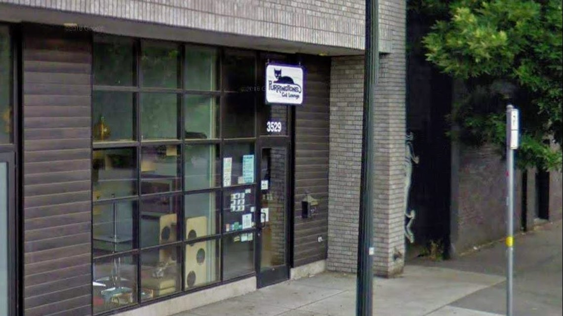 Purrington’s Cat Lounge, Portland’s only cat café, is closing | kgw.com