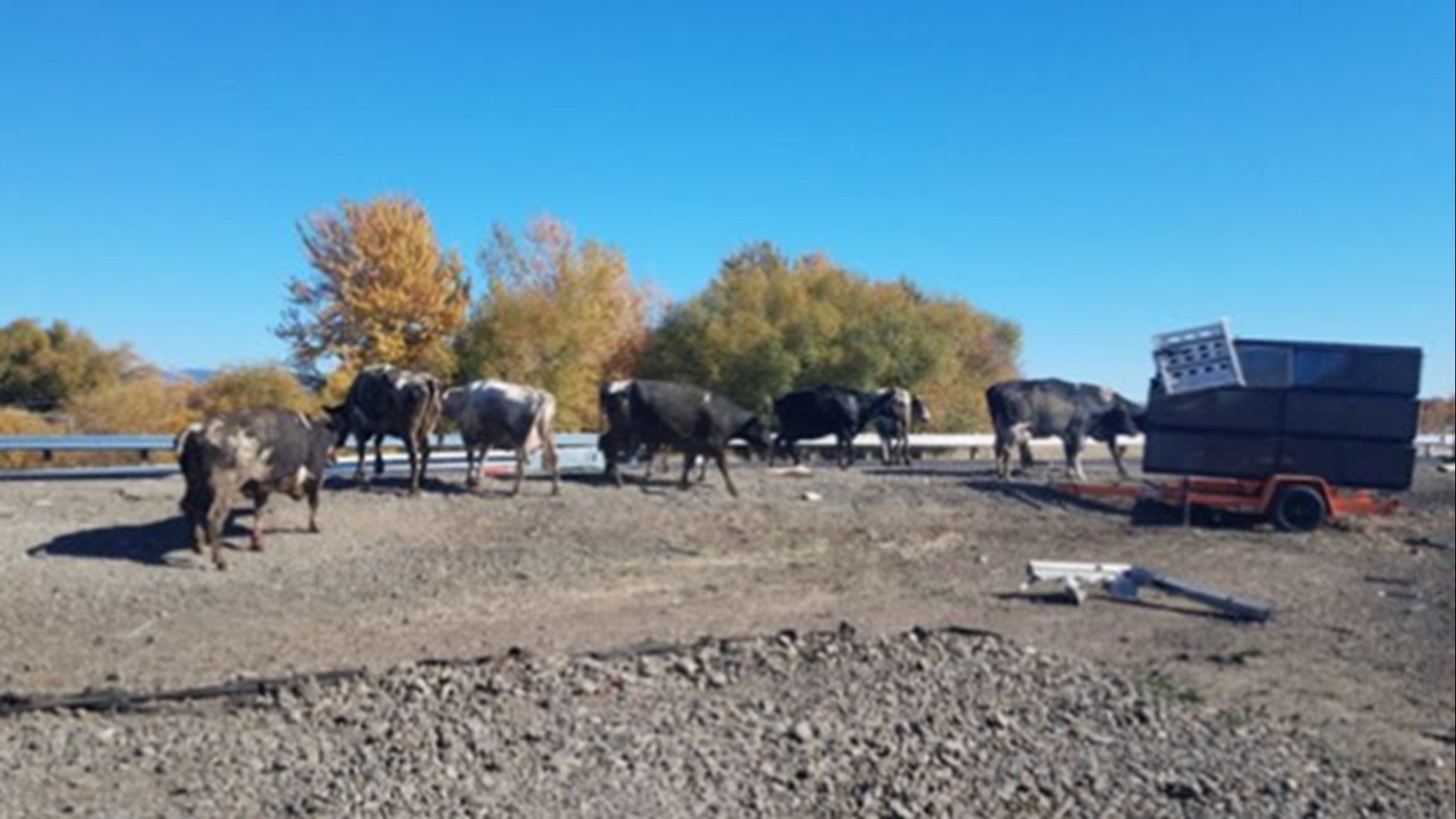 Semi crash kills driver, several cows on I-84 in eastern Oregon | kgw.com