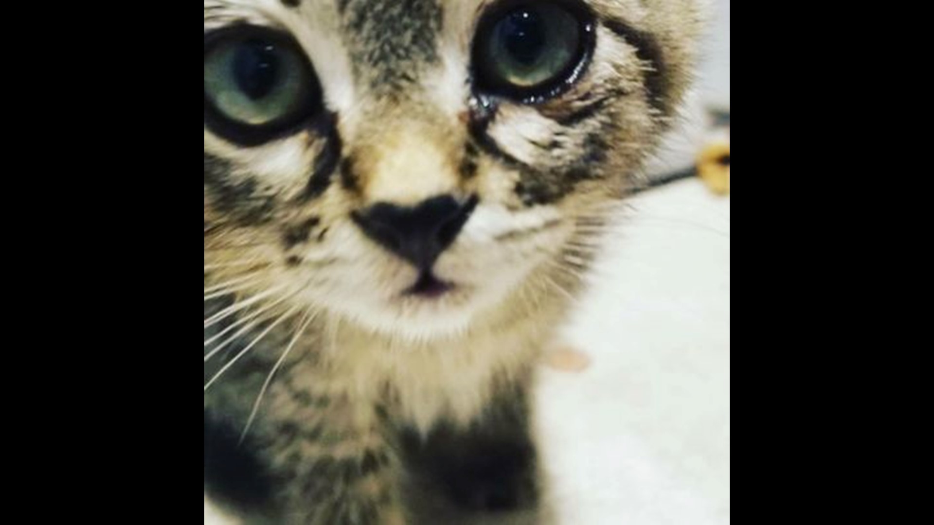 Sticky the kitty: Kitten glued to Salem road rescued by driver | kgw.com