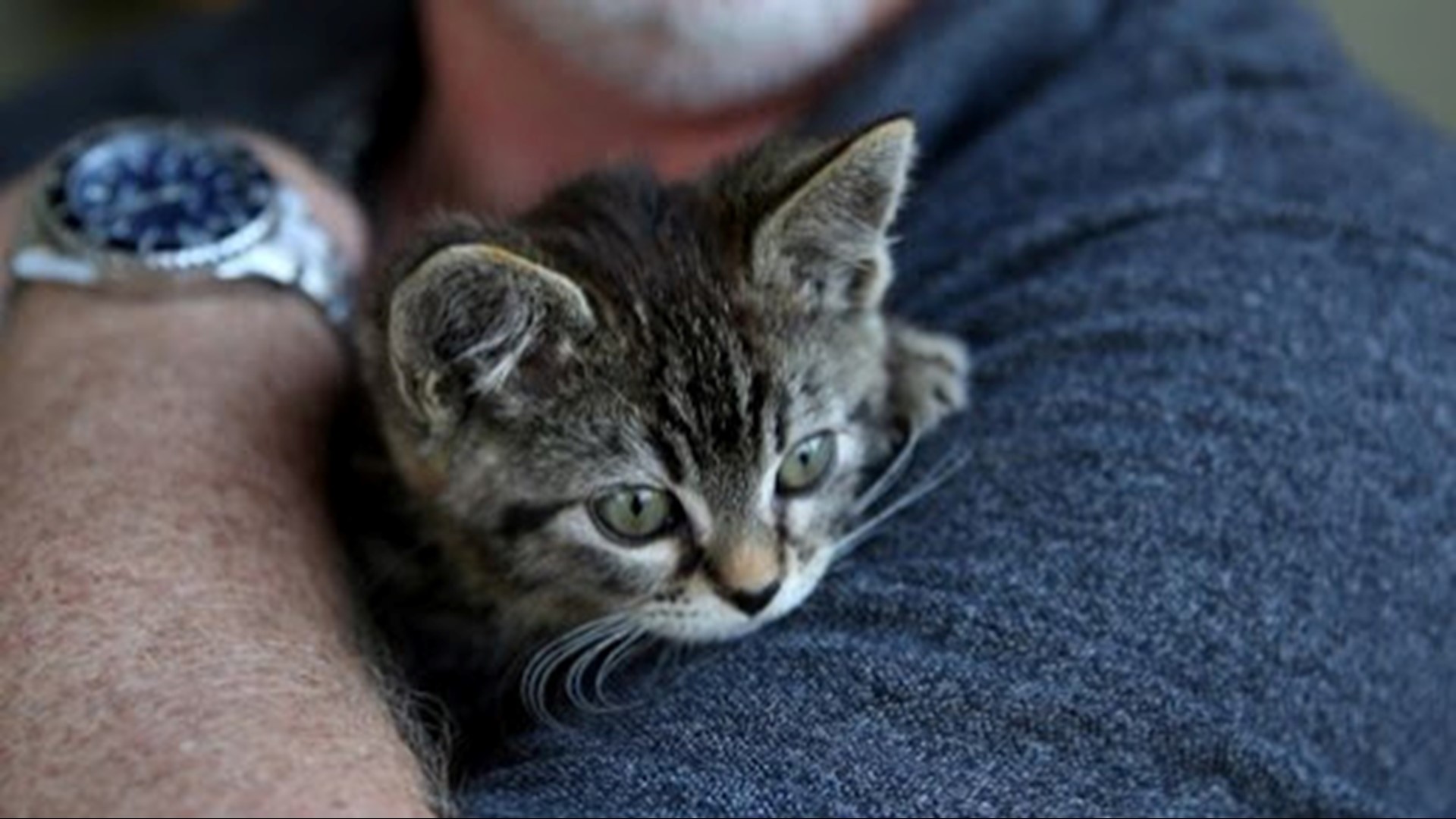 Sticky the kitty: Kitten glued to Salem road rescued by driver | kgw.com