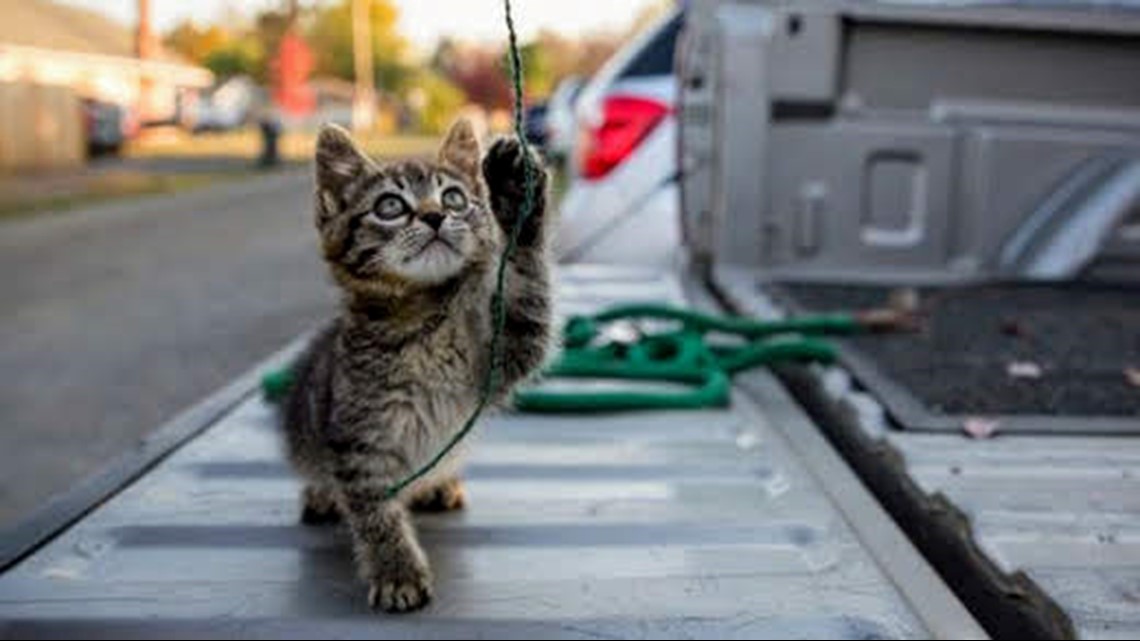 Sticky the kitty: Kitten glued to Salem road rescued by driver | kgw.com