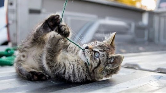 Sticky the kitty: Kitten glued to Salem road rescued by driver | kgw.com