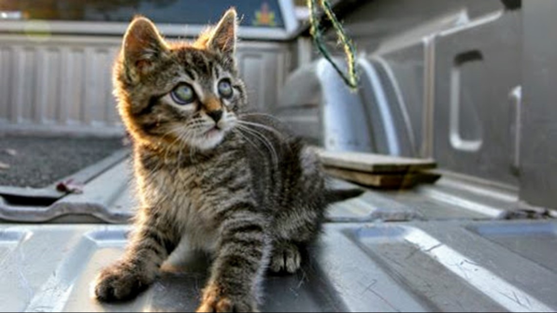 Sticky the kitty: Kitten glued to Salem road rescued by driver | kgw.com