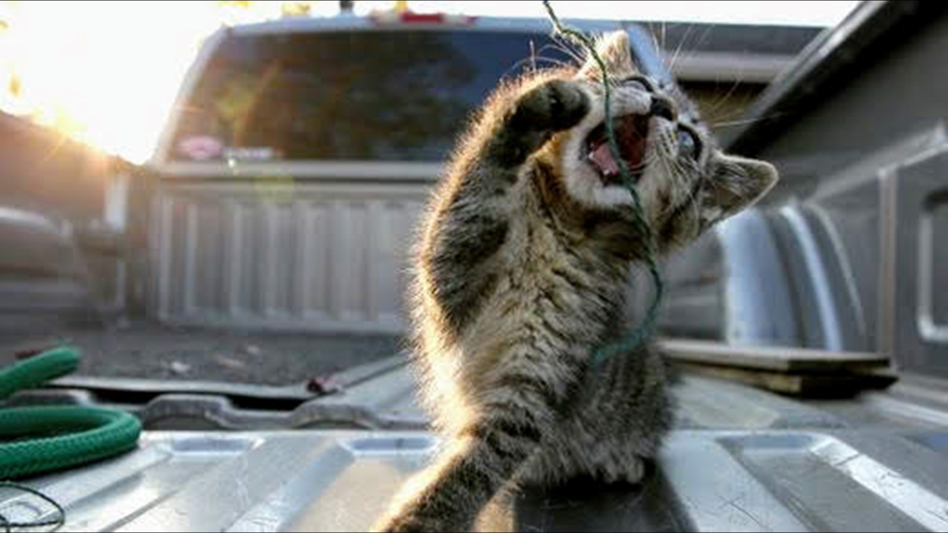 Sticky the kitty: Kitten glued to Salem road rescued by driver | kgw.com