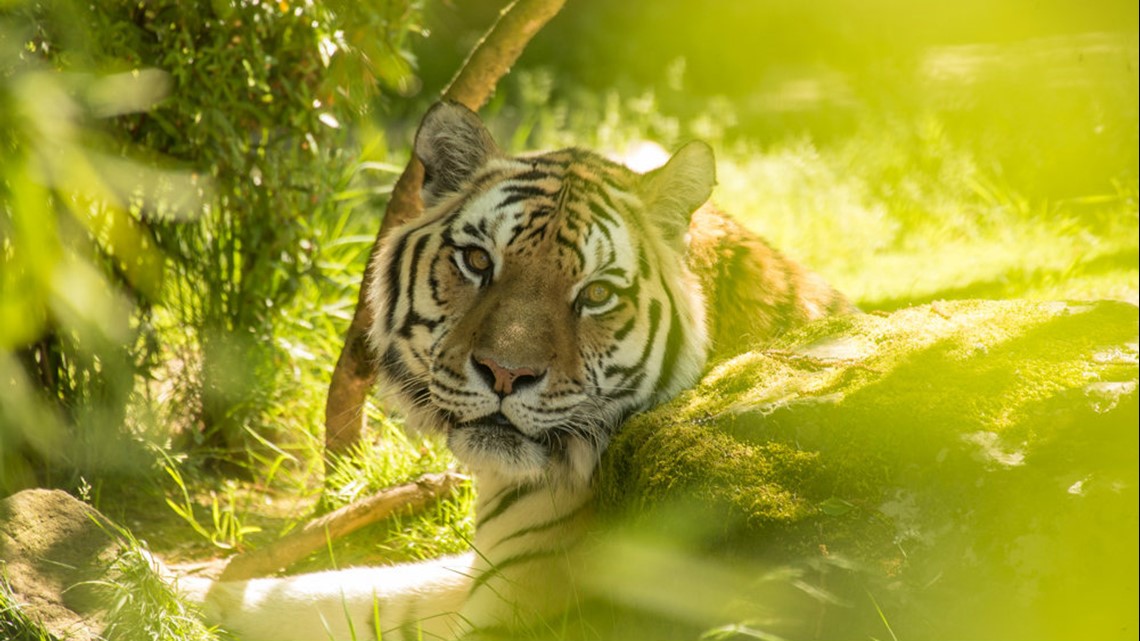 Oregon Zoo announces death of Mikhail the tiger | kgw.com
