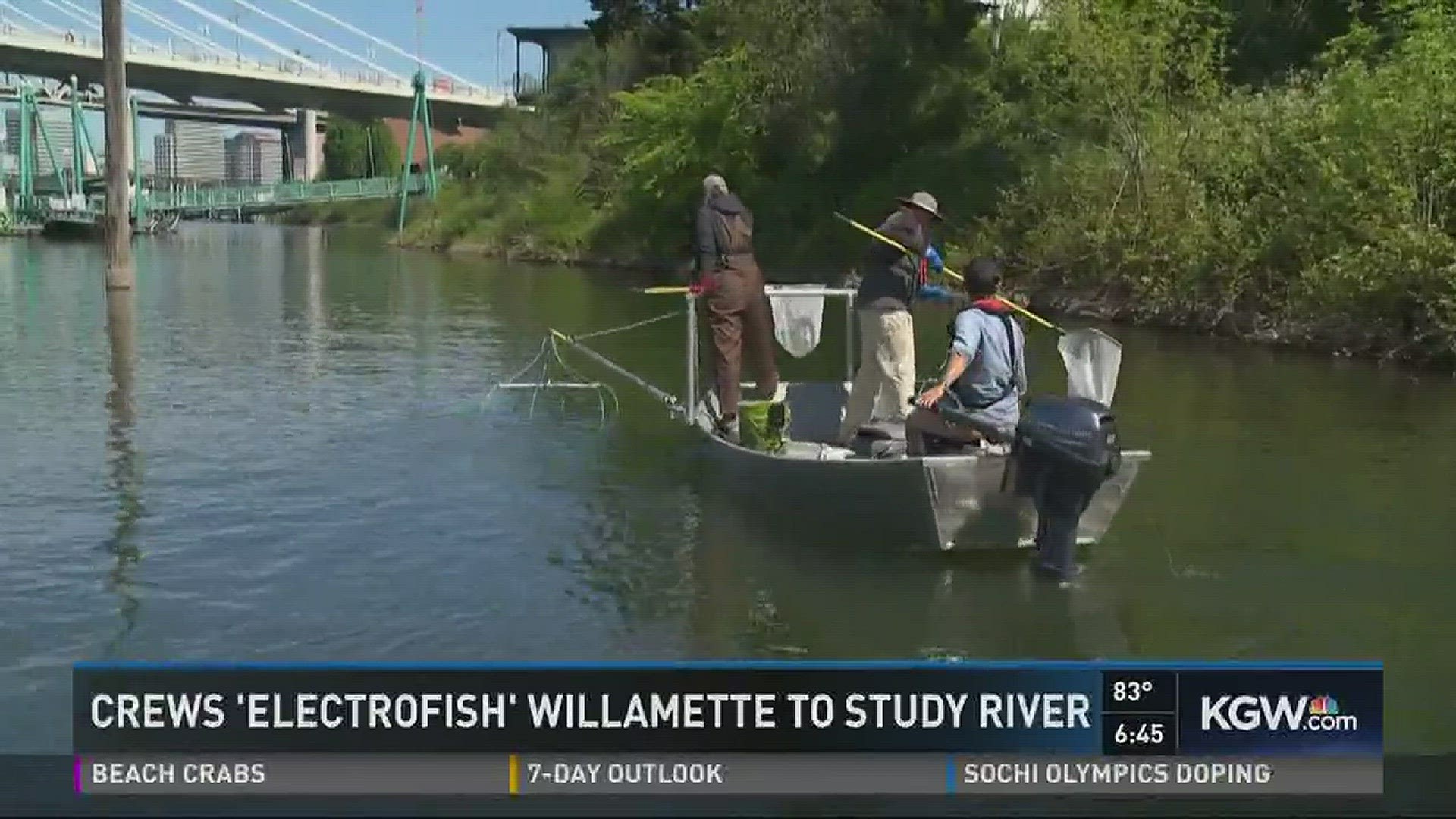 Crews electrofish to study activity in Willamette River | kgw.com