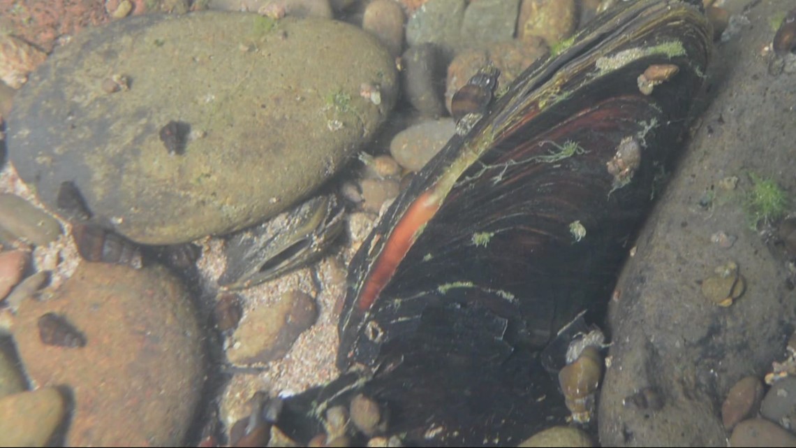Study finds pesticides in Northwest clams, mussels and oysters | kgw.com