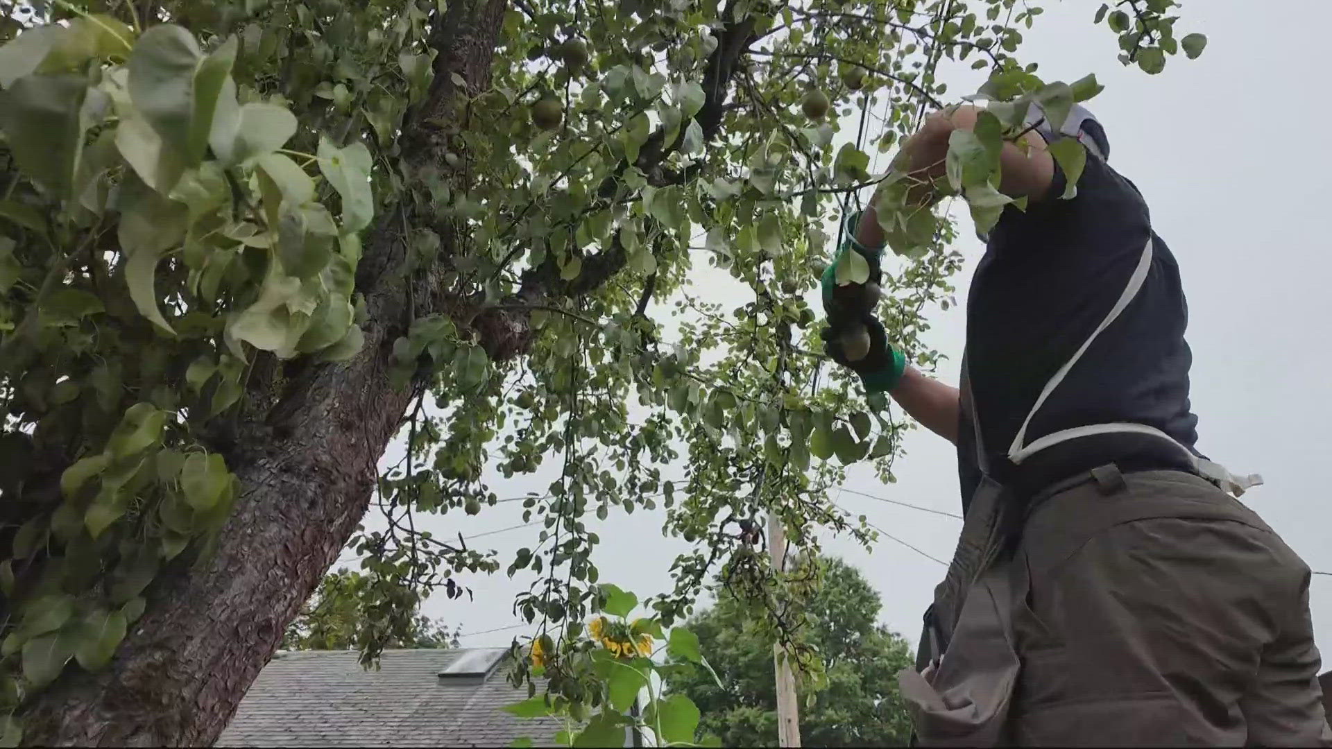 Volunteers help fight food insecurity by picking fruit in Portland ...